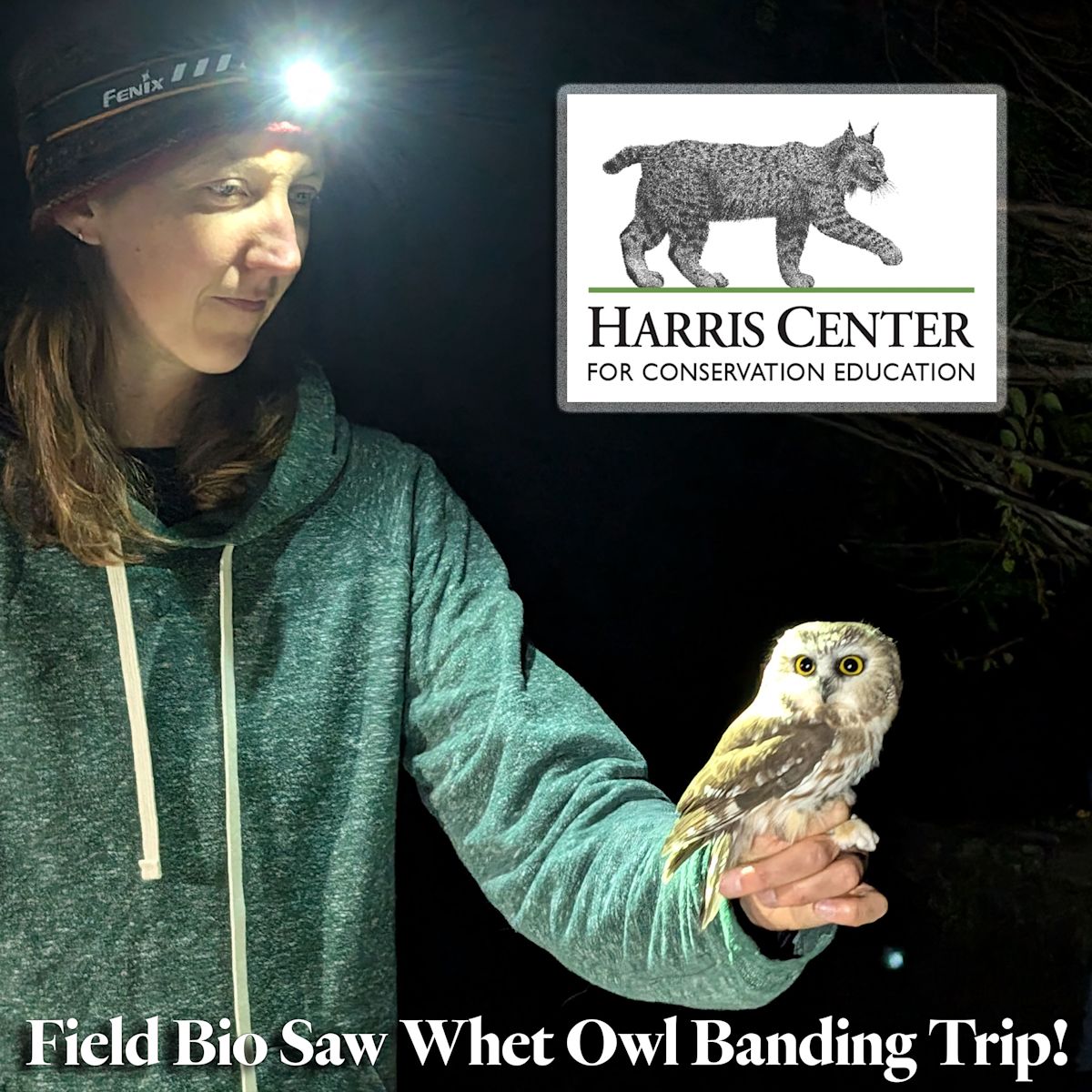 Owl Banding at the Harris Center | Post Details