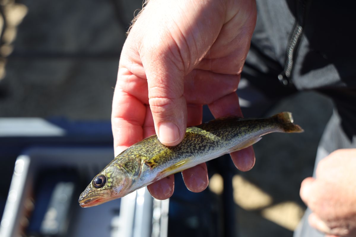 BPHS science research students tag and release second set of walleye in ...