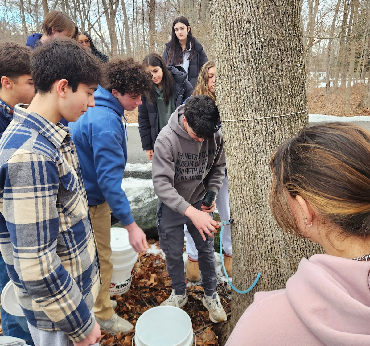 AP Environmental Science Students Tap Maple Trees on Campus | Featured News