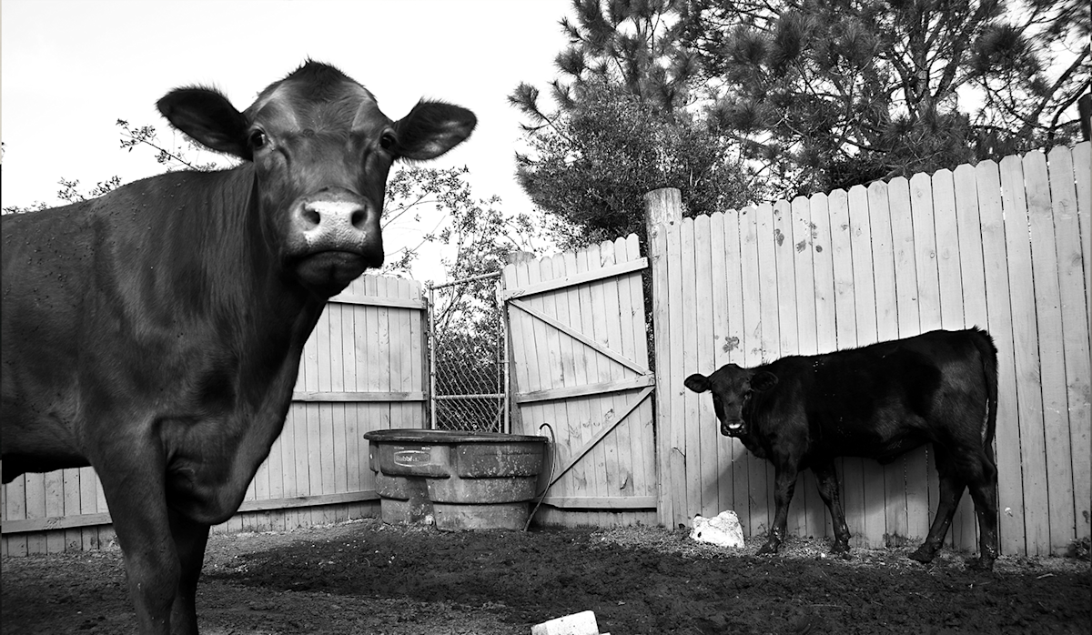 2025 Scholastic Art Award Recipient: Devon Hoffman | Details