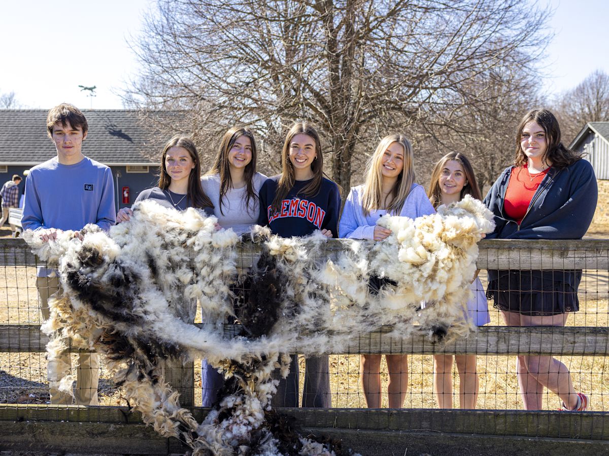 Sheep Shearing Day Brings Hands-On Learning to Life at Home Winds Farm ...