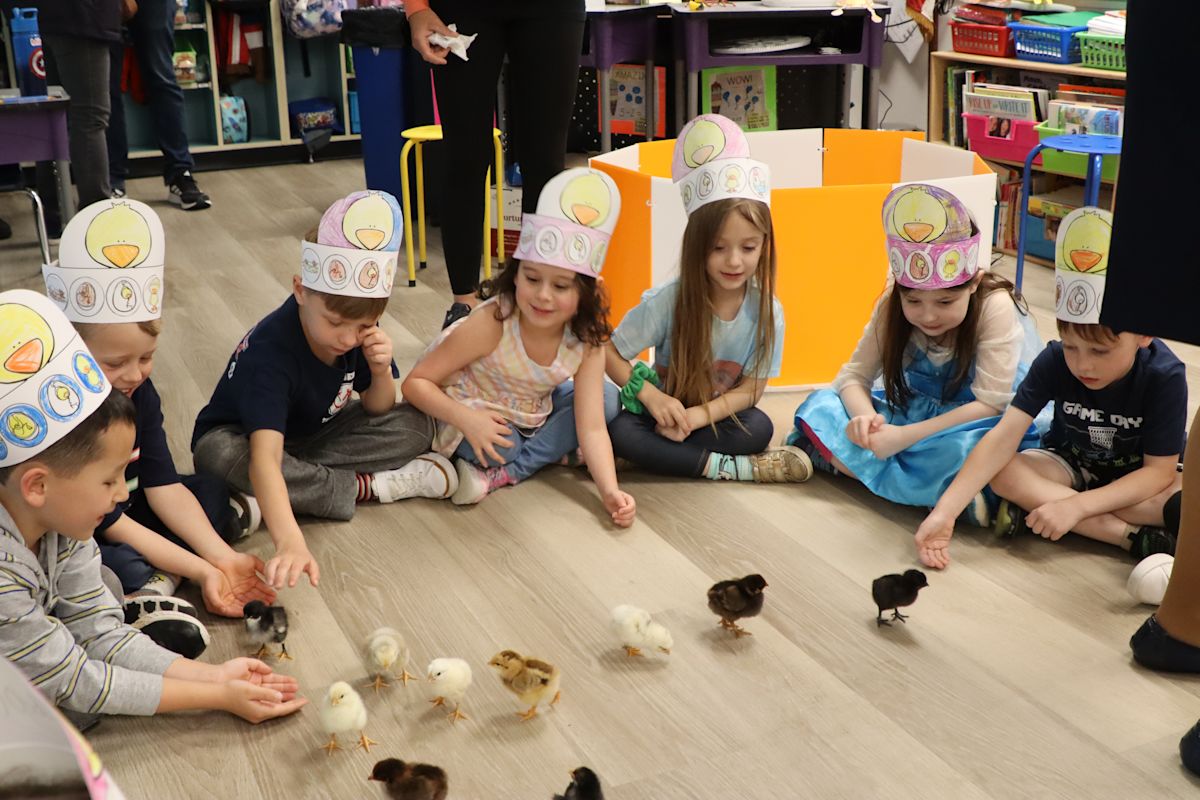 Park Avenue kindergartners welcome 13 baby chicks with celebration and song | Post Details (DBPP)