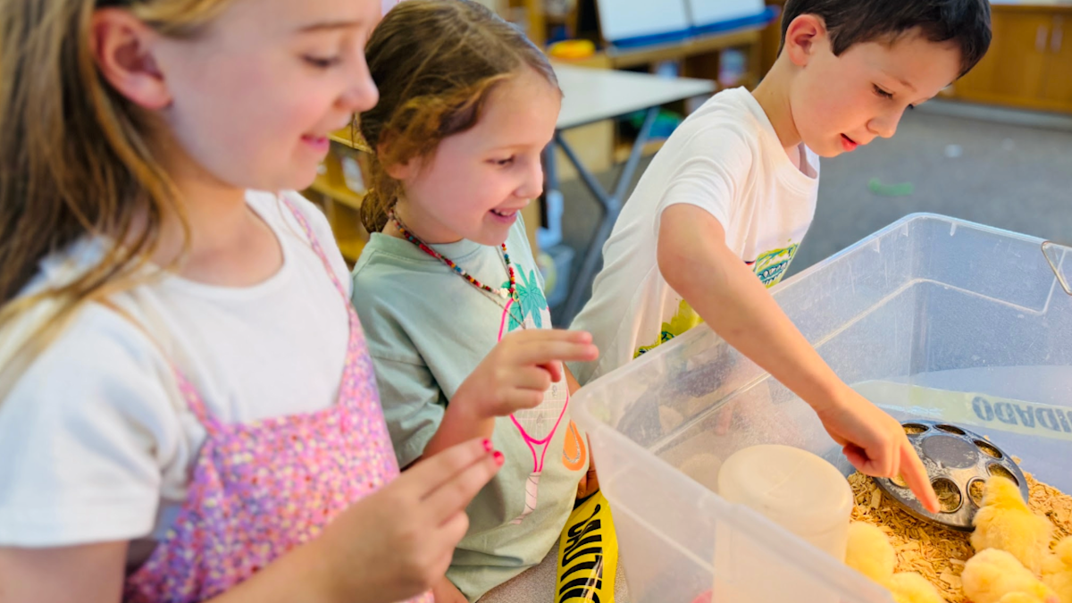 Whitemarsh kindergarteners welcomed baby chicks – and life lessons ...
