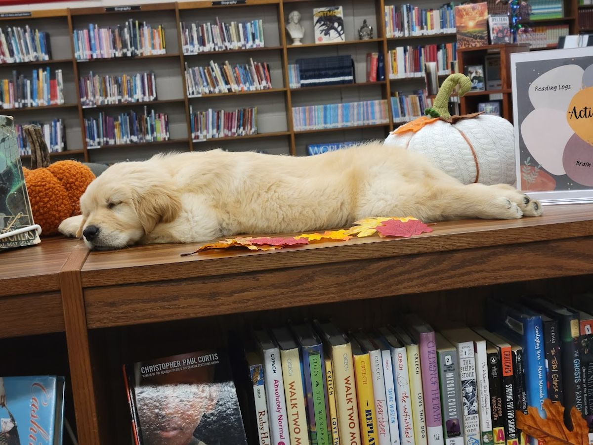 Seeing Eye Puppy Ellie Wags Into a New Chapter | Posts Details