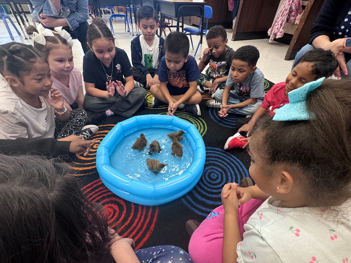 Kindergarten Students at Roosevelt Elementary Witness the Magic of Life ...