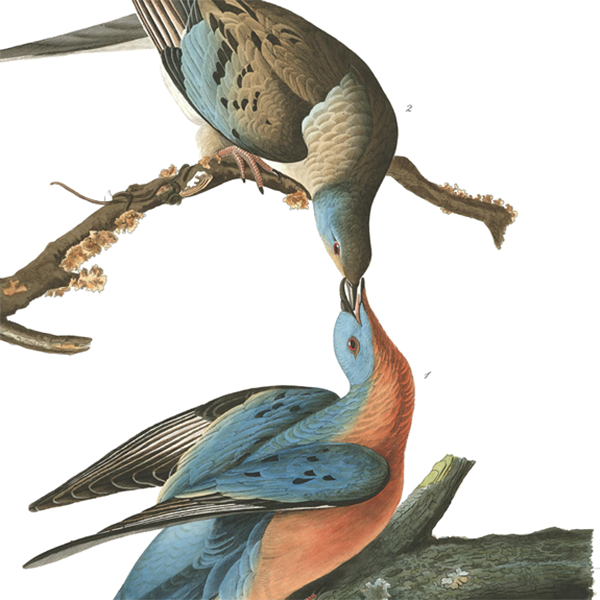 'Wild and Beautiful Creatures: The Life and Work of J.J. Audubon' on ...