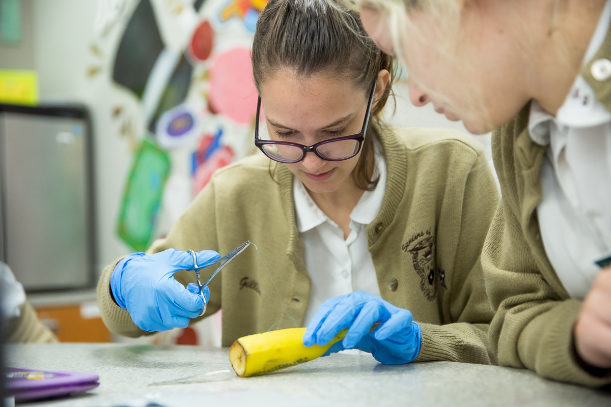 Suturing Bananas | News Post General - Mount Carmel Academy