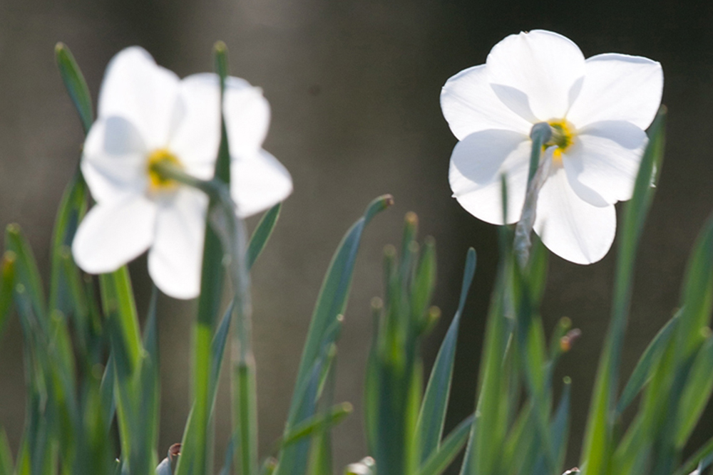 Obituary: Peter Pyemont (11 May 1939) | Bede's News story