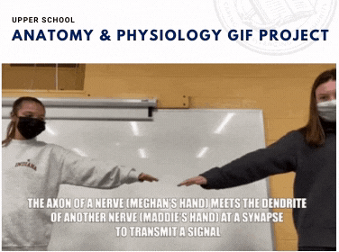 Anatomy & Physiology Students Create GIFs to Demonstrate Concepts ...