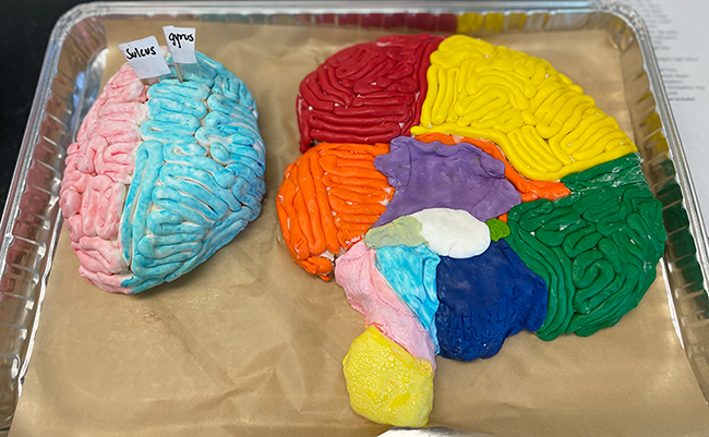 Spotlight: Brain Science | Student Stories - The Gunston School