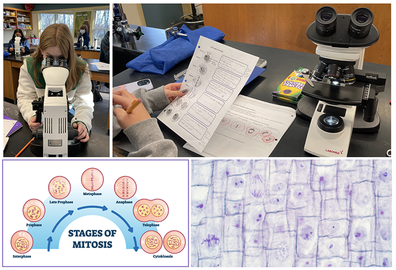 Spotlight: Mitosis in Biology | Student Stories - The Gunston School