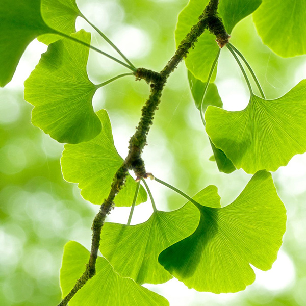 Ginkgo biloba - Gingko | Read More
