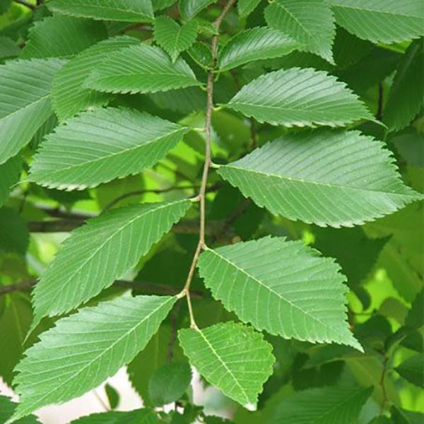 Ulmus resista - Elm | Read More