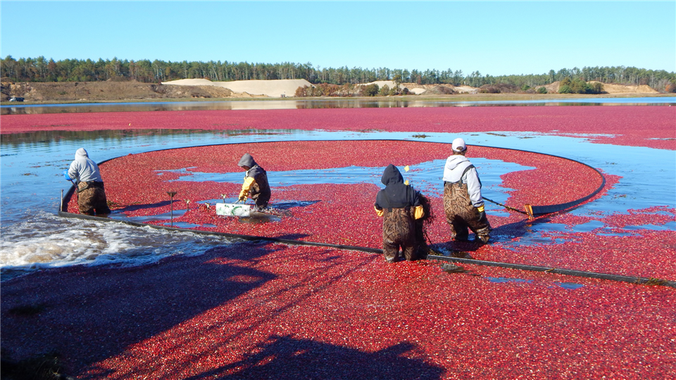 Caring for Cranberries | Details