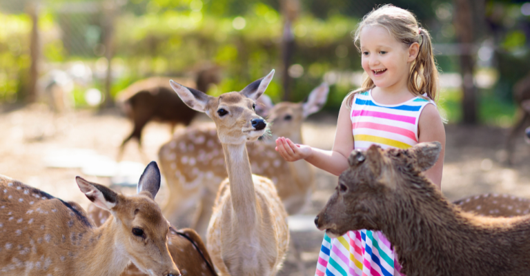 Respect for animals: keys to raising awareness among children | News St ...