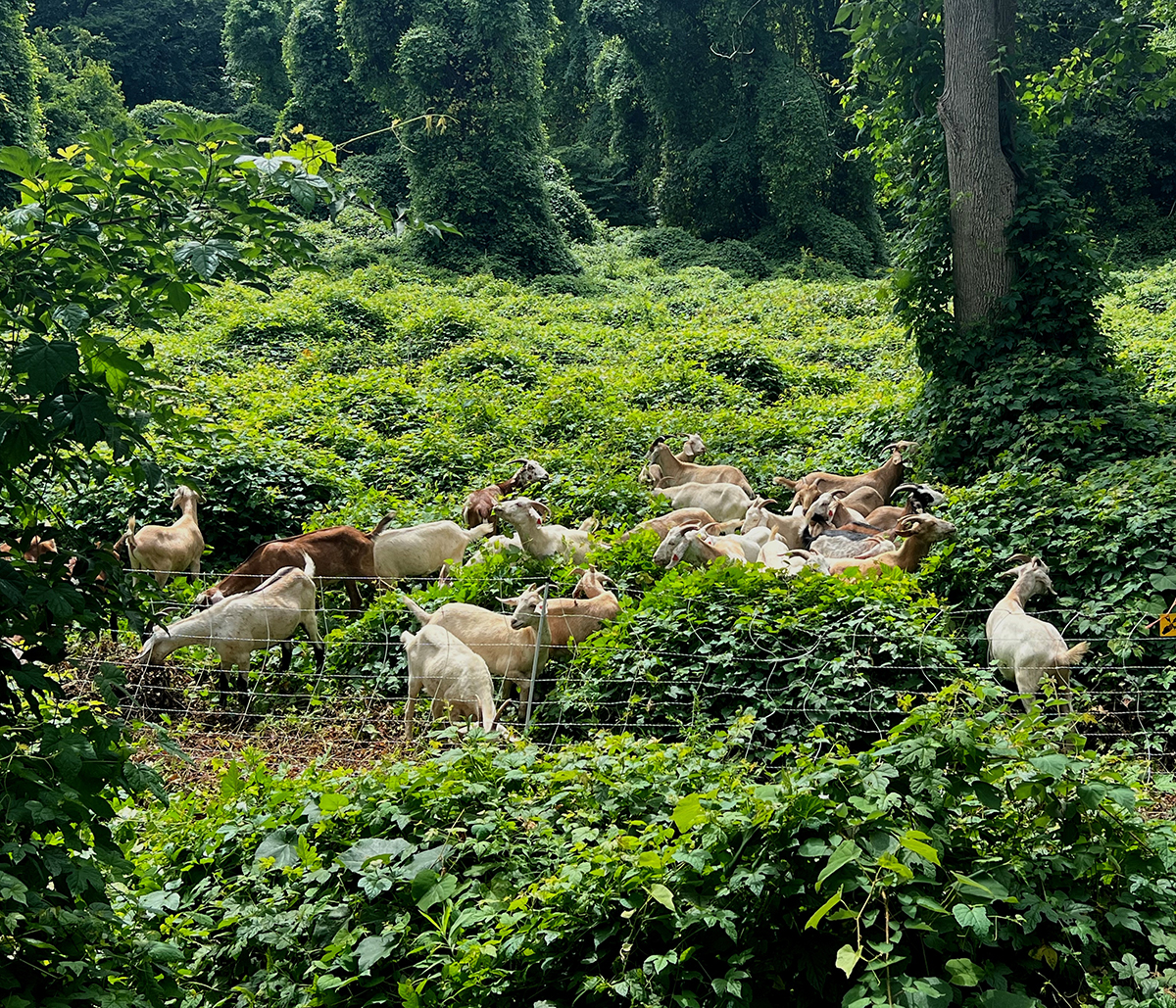 Goats on Campus Gobble Up Invasive Plants | Featured News