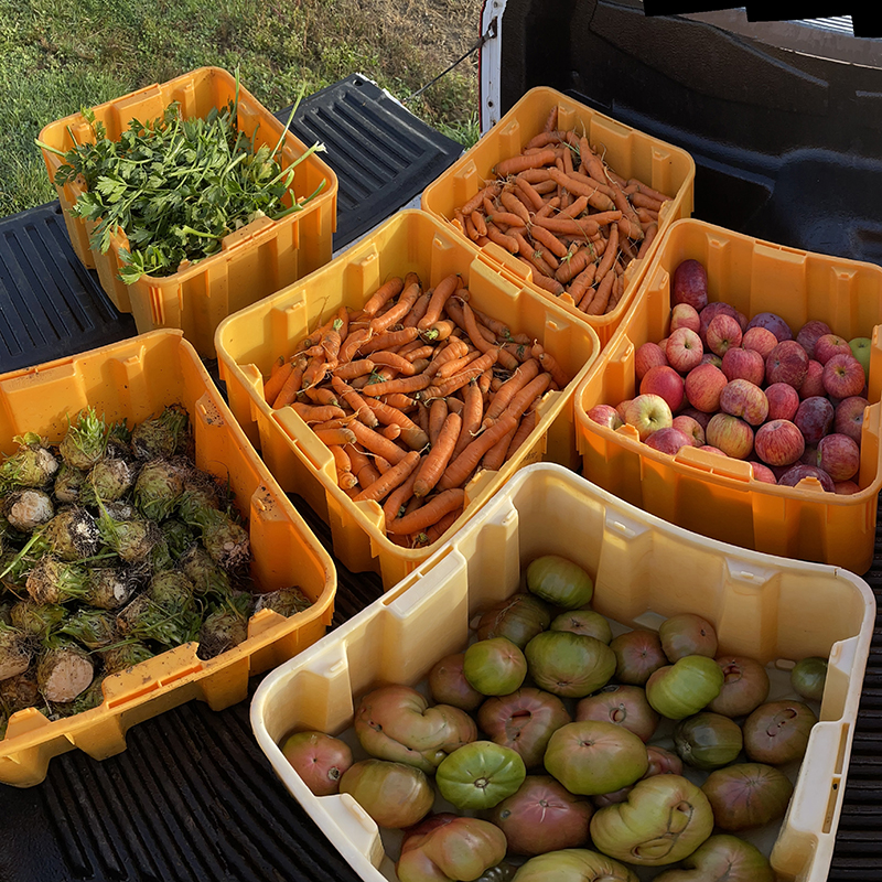 Inaugural Farm Week: Where Does Our Food Come From? | News - The ...