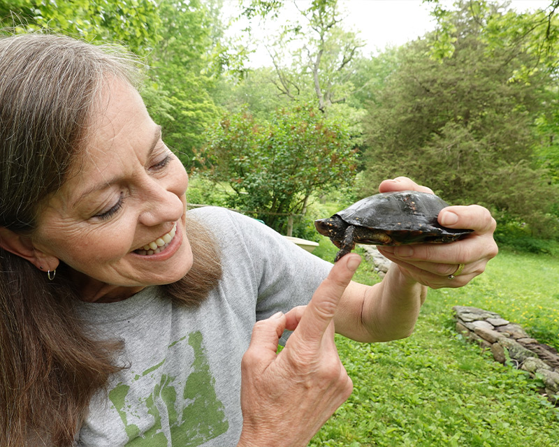 Saving Connecticut Turtles Becomes a Mission for ’79 Grad | The Loomis ...