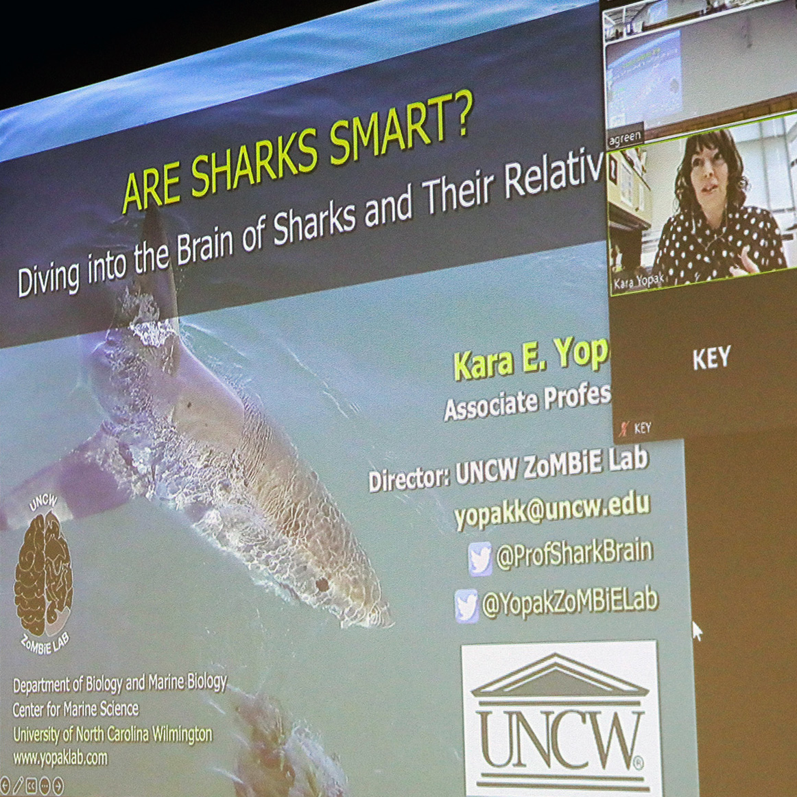 Are Sharks Smart? | News Details - Eagle Hill School | School for ...