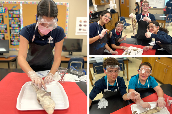 7th Grade Shark Dissection Lab | Details