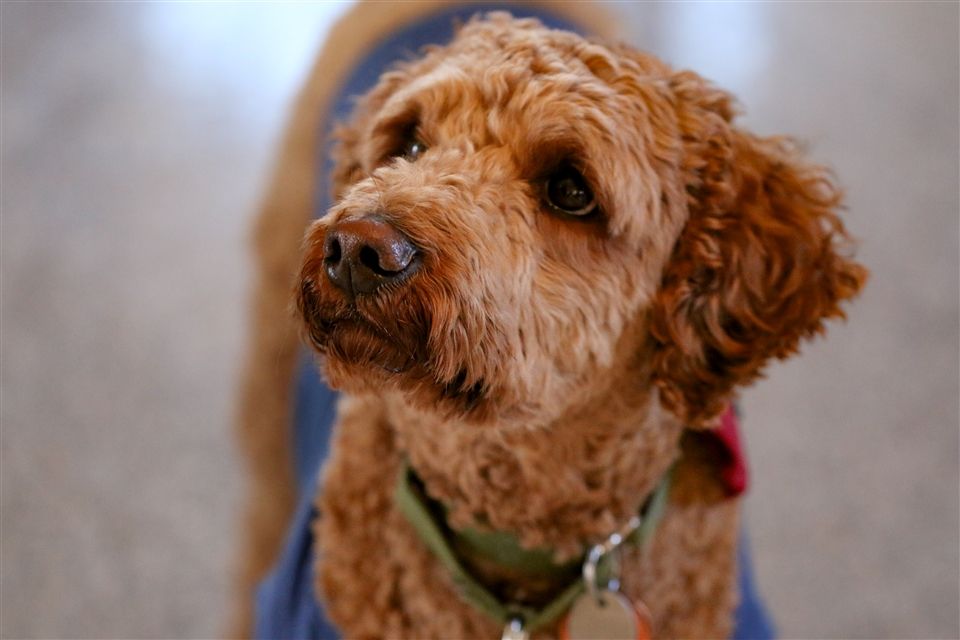 A Day in the Life of an Emma Dog: Jurgie | News Details