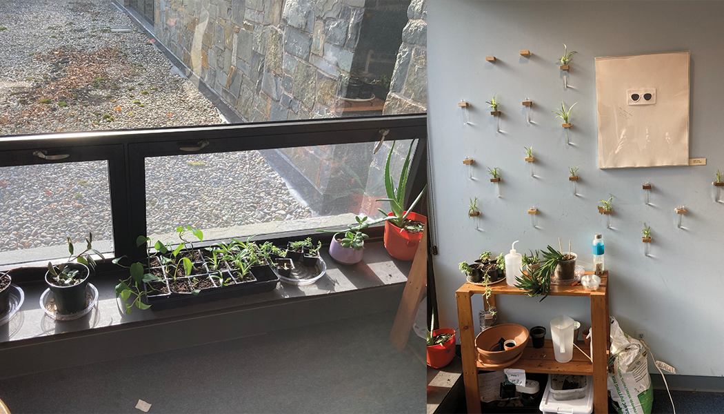 Plant Library | Snapshot Details