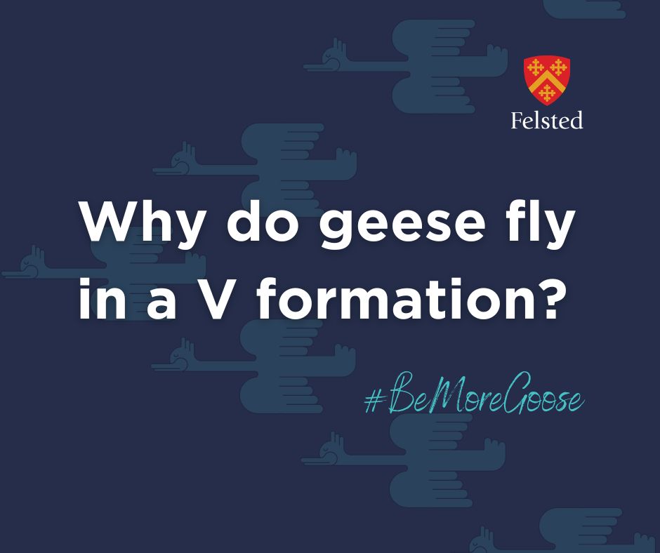 Prep Head's Blog: Be More Goose | Posts Page