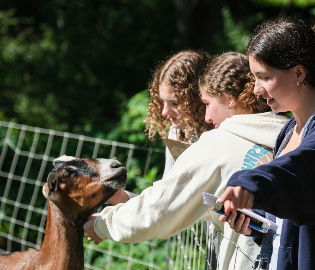 Honors Bio Students Study Goats on Campus in Ecology Unit | Featured News