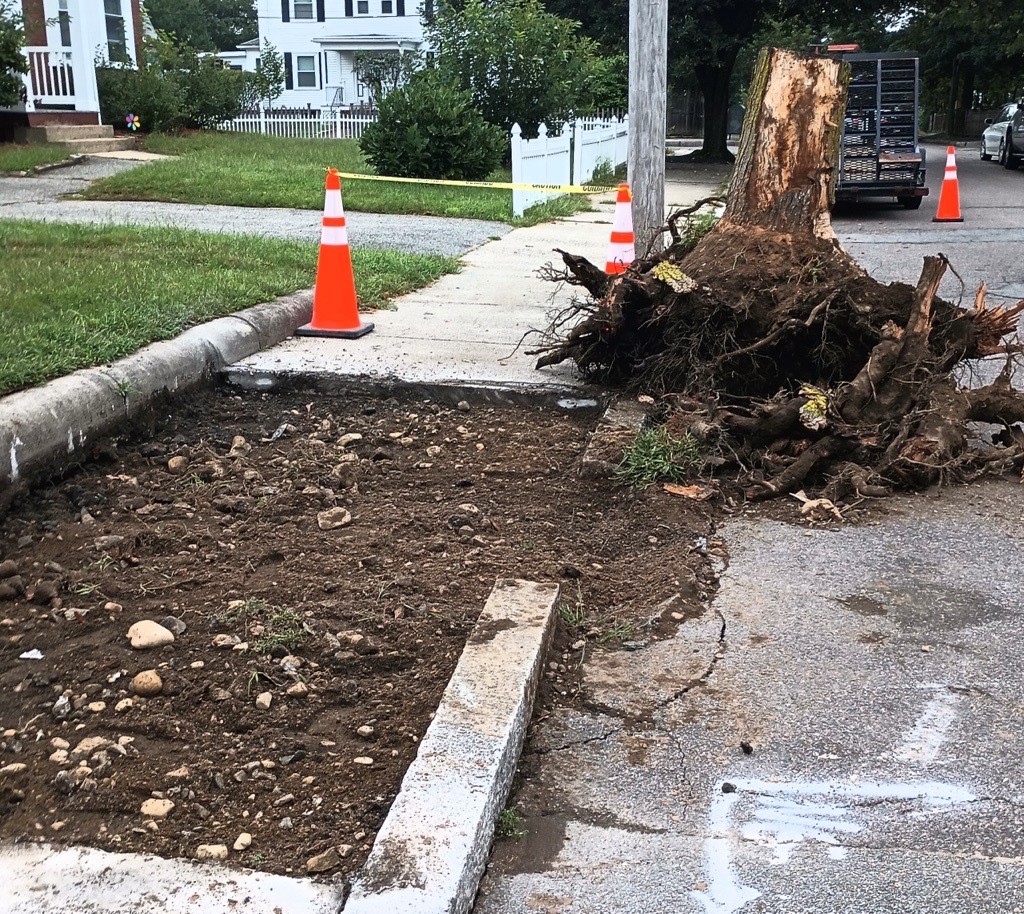 Medford Devotes Over $350,000 to Removing Stumps and Planting Trees ...