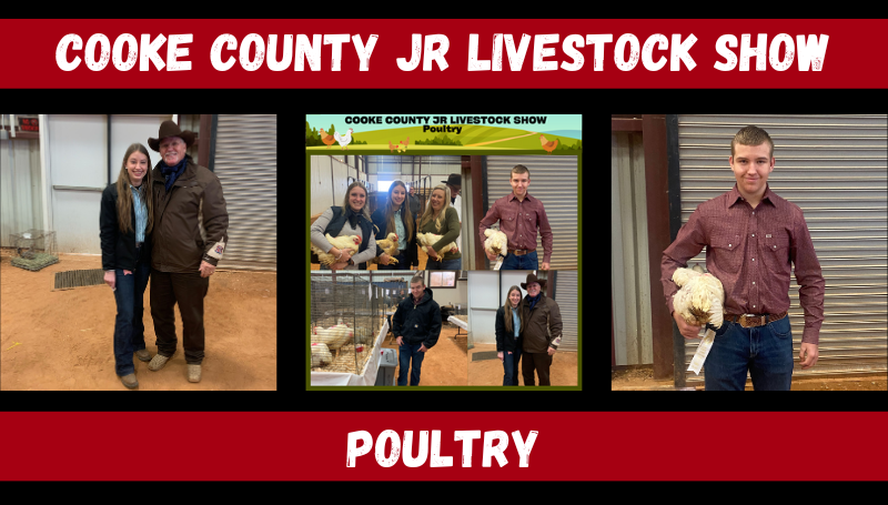 Cooke County Junior Livestock Show - Poultry | Post Details