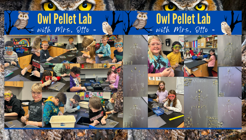 4th Grade Science Owl Pellet Lab | Post Details