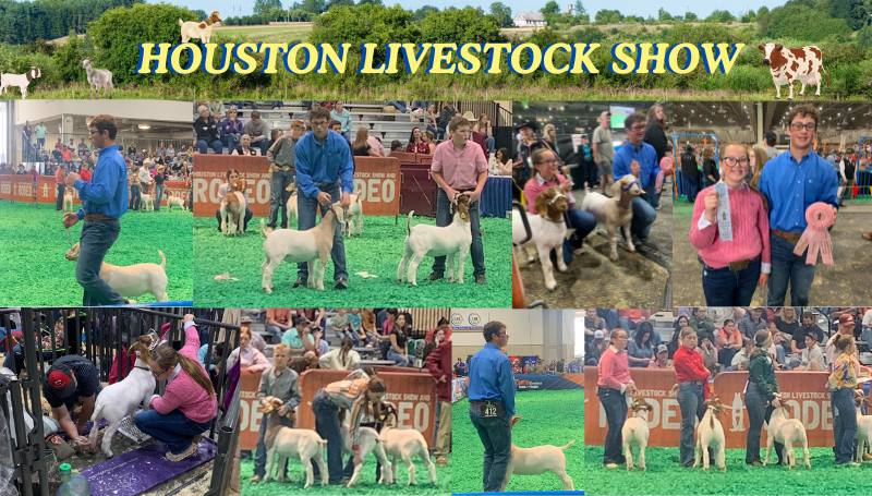 Houston Livestock Show | Post Details