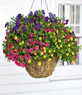 Spring Flower Sale | News Detail Page