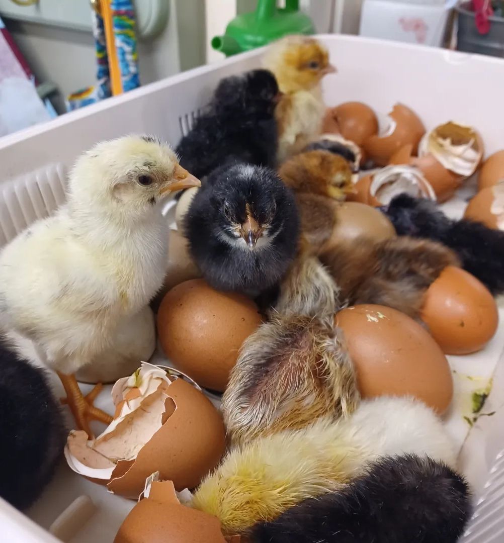 April Addition to the Airthrie Family | Default Post