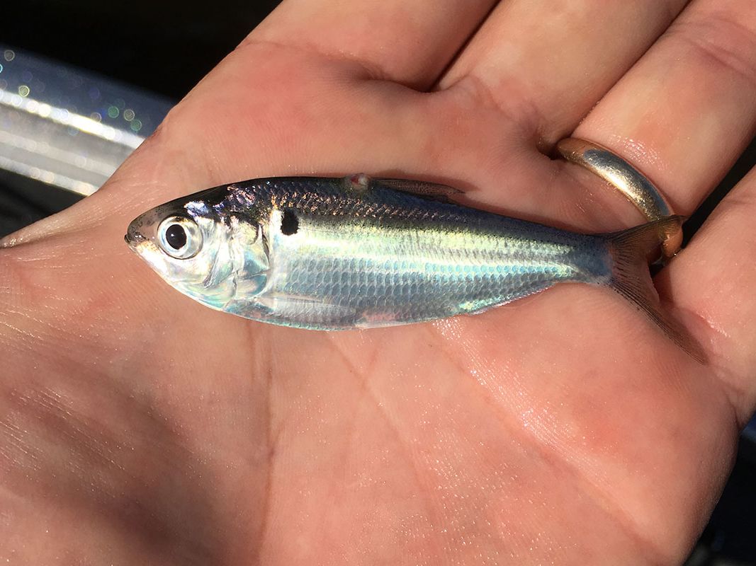 Grade 4 Helps to Restore the Potomac River Shad Population | News Story