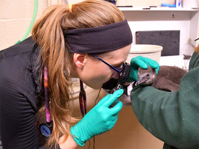 The Akron Zoo Will Construct a New Hospital | News Detail