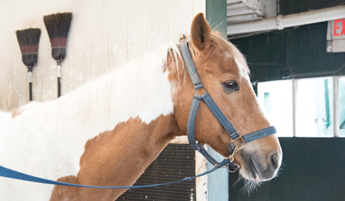 Barry Tech equestrians take top spots at NSEC FFA Horse Show | Story