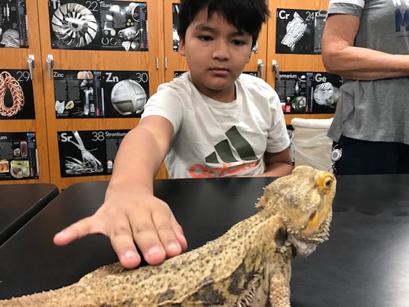 Exploring the World of Reptiles | Post Details