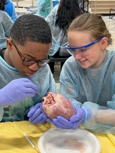 The Pig Heart Dissection Lab in the Multipurpose room | News Details