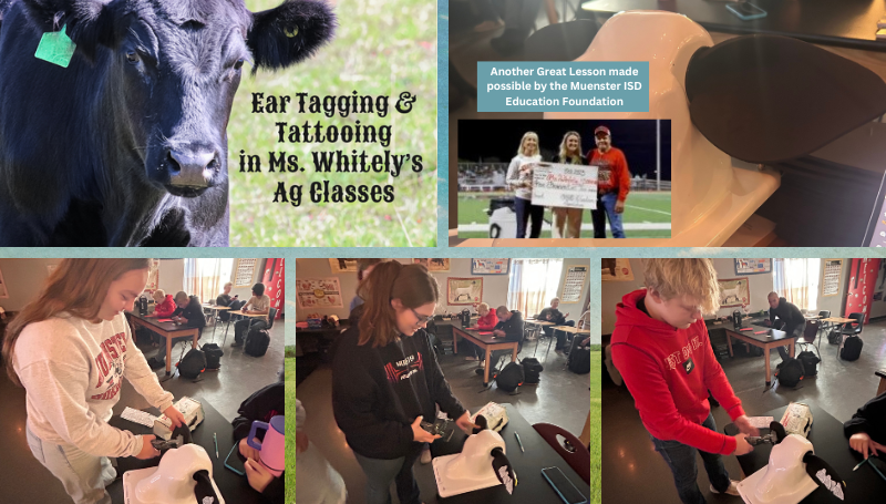 Tagging & Tattooing Cattle with Ms. Whitely | Post Details