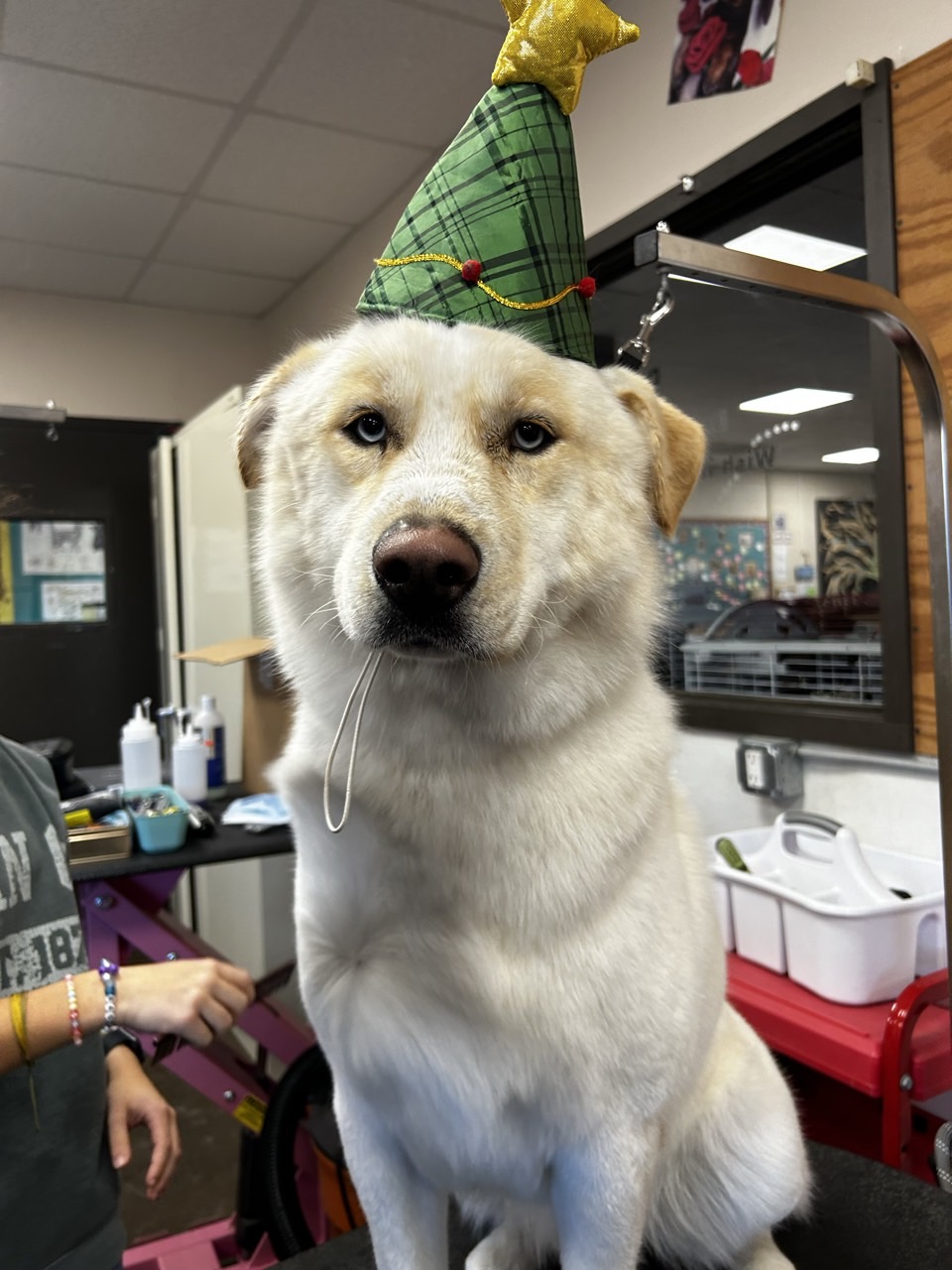 Animal Science 2 Collaborates with Islip Animal Shelter | Post Details ...