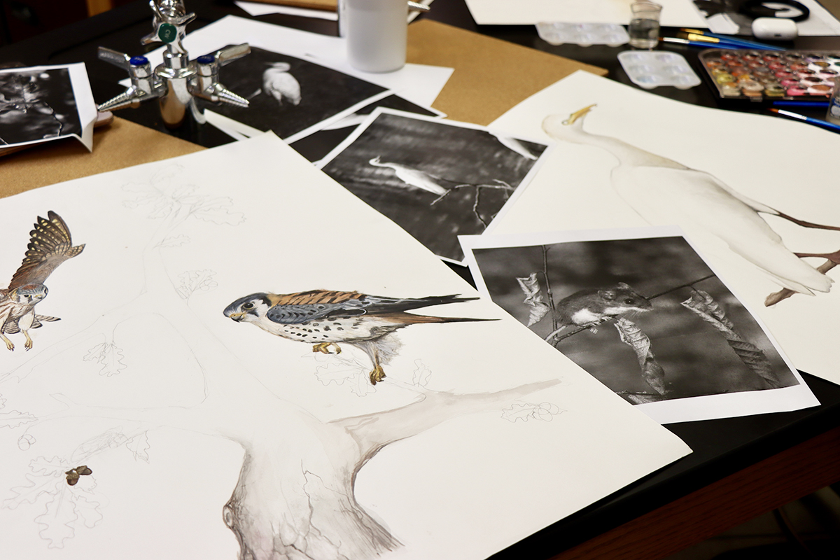Scientific Illustration: At the Intersection of Art and Science | Posts ...