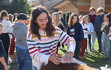 Dr. Grauer's Column - A Quality of Sanctuary: Grauer’s Gorilla | Post ...