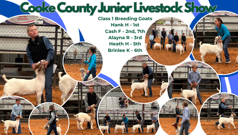 Cooke County Junior Livestock Show Sheep & Goat Competition | Post Details