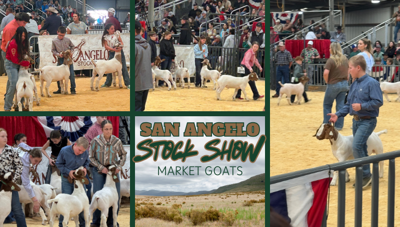San Angelo Market Goat Show | Post Details