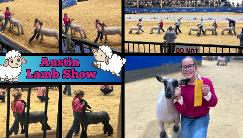 Austin Lamb Show | Post Details