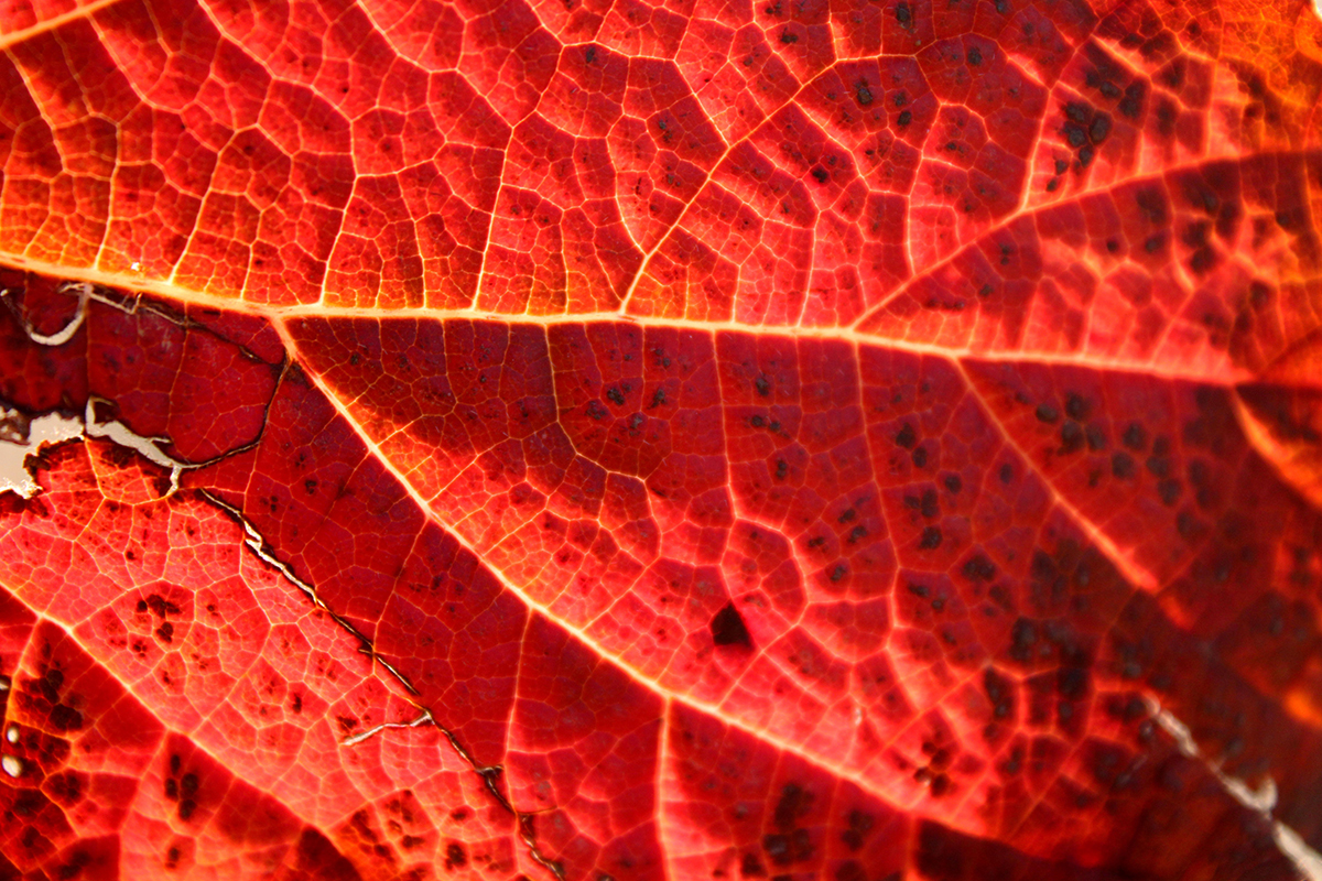 Arts Week Science Photography Contest Winners Capture Stunning Shots ...