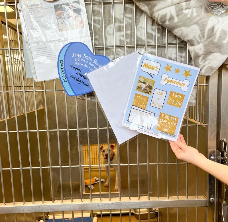 SGI Students Use Persuasive Writing to Help Shelter Pets Find Homes ...