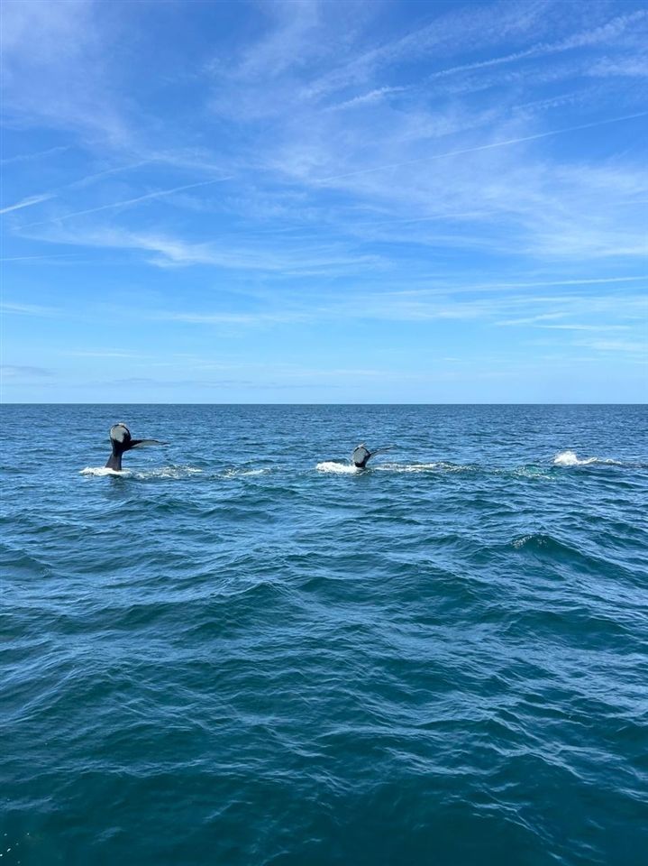 Humpback Whales! | Zebra Tales Post Details