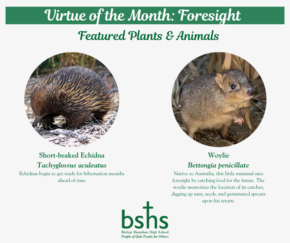 February Virtue of the Month: Foresight & Animal Connections | News